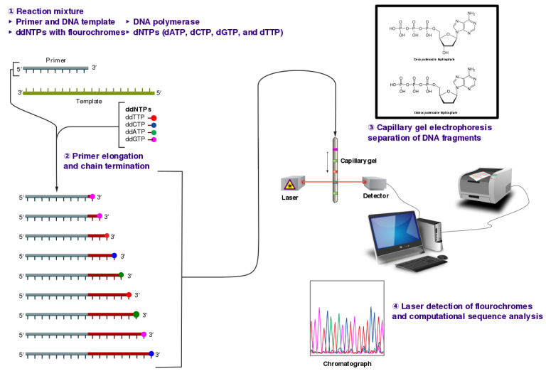 Sanger DNA Sequencing – African Biosciences